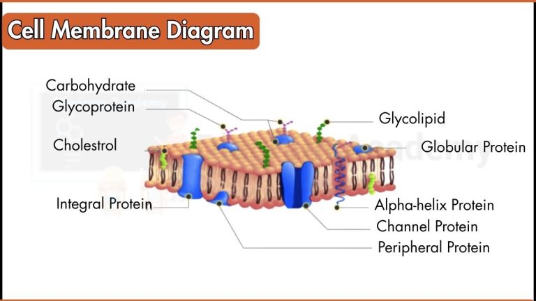 Simple Diffusion Diagram with Explanation