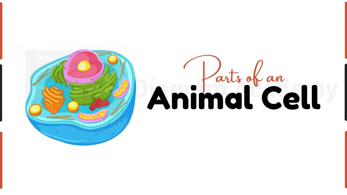 Part of Animal Cell Diagram