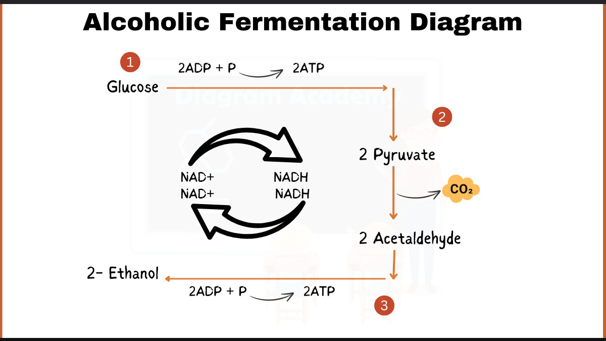Fermentation Diagram