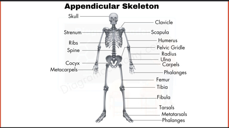 Appendicular Skeleton Diagram