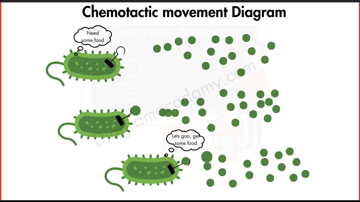 Tactic Movements in Plants Diagram