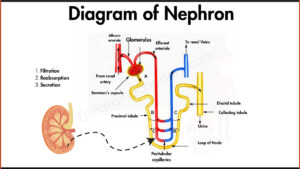 Nephron Structure Diagram with Labels