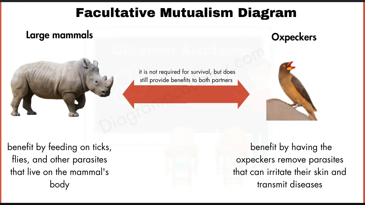 Mutualism Diagrams - Obligate, Facultative, and Trophic Mutualism
