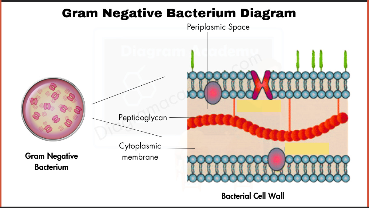 Bacterium Diagram - Gram positive and Gram Negative