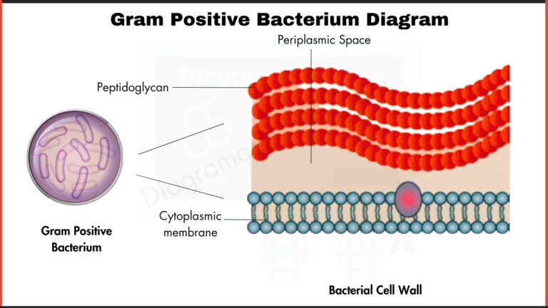 Bacterium Diagram - Gram positive and Gram Negative