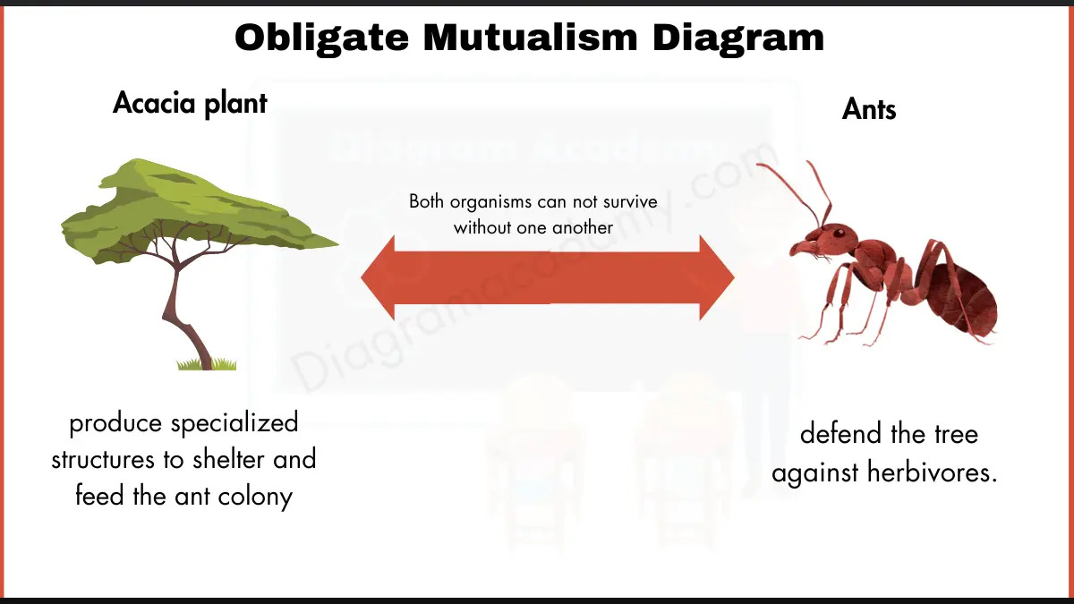 Mutualism Diagrams - Obligate, Facultative, and Trophic Mutualism