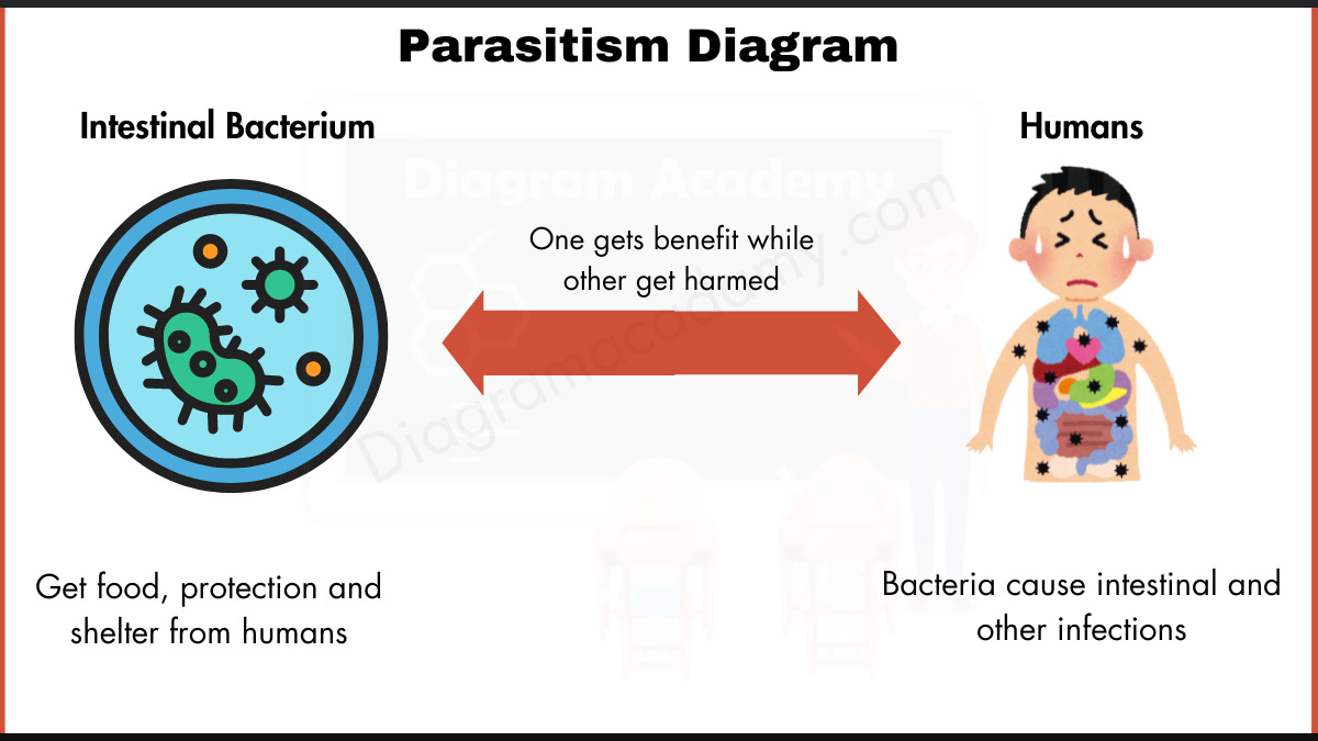 Symbiosis Diagram