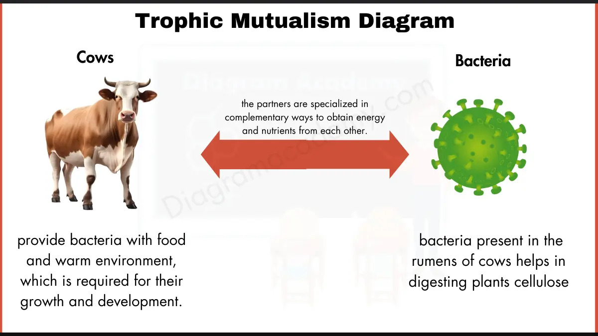 Mutualism Diagrams - Obligate, Facultative, and Trophic Mutualism
